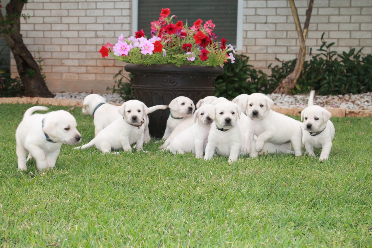 My White Labs | Raising and loving pure bred white labs since 1997