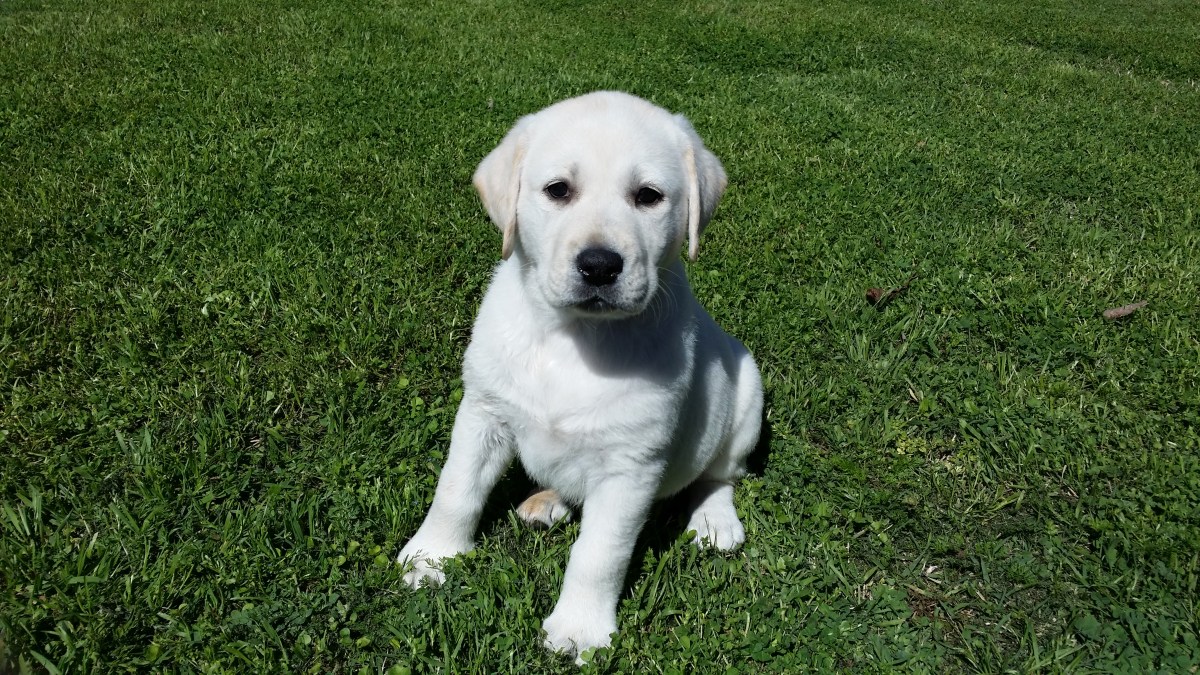 Questions and Answers | My White Labs
