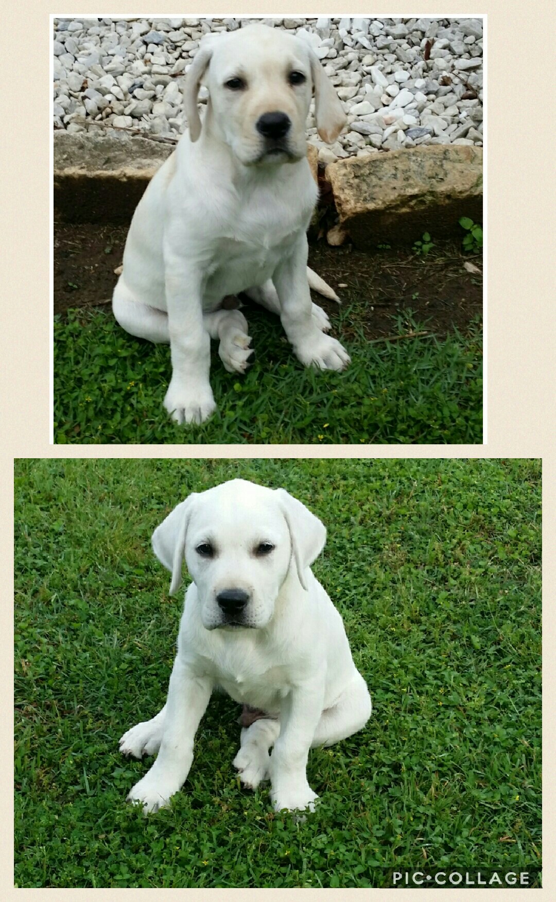 Two Male puppies available Now! | My White Labs