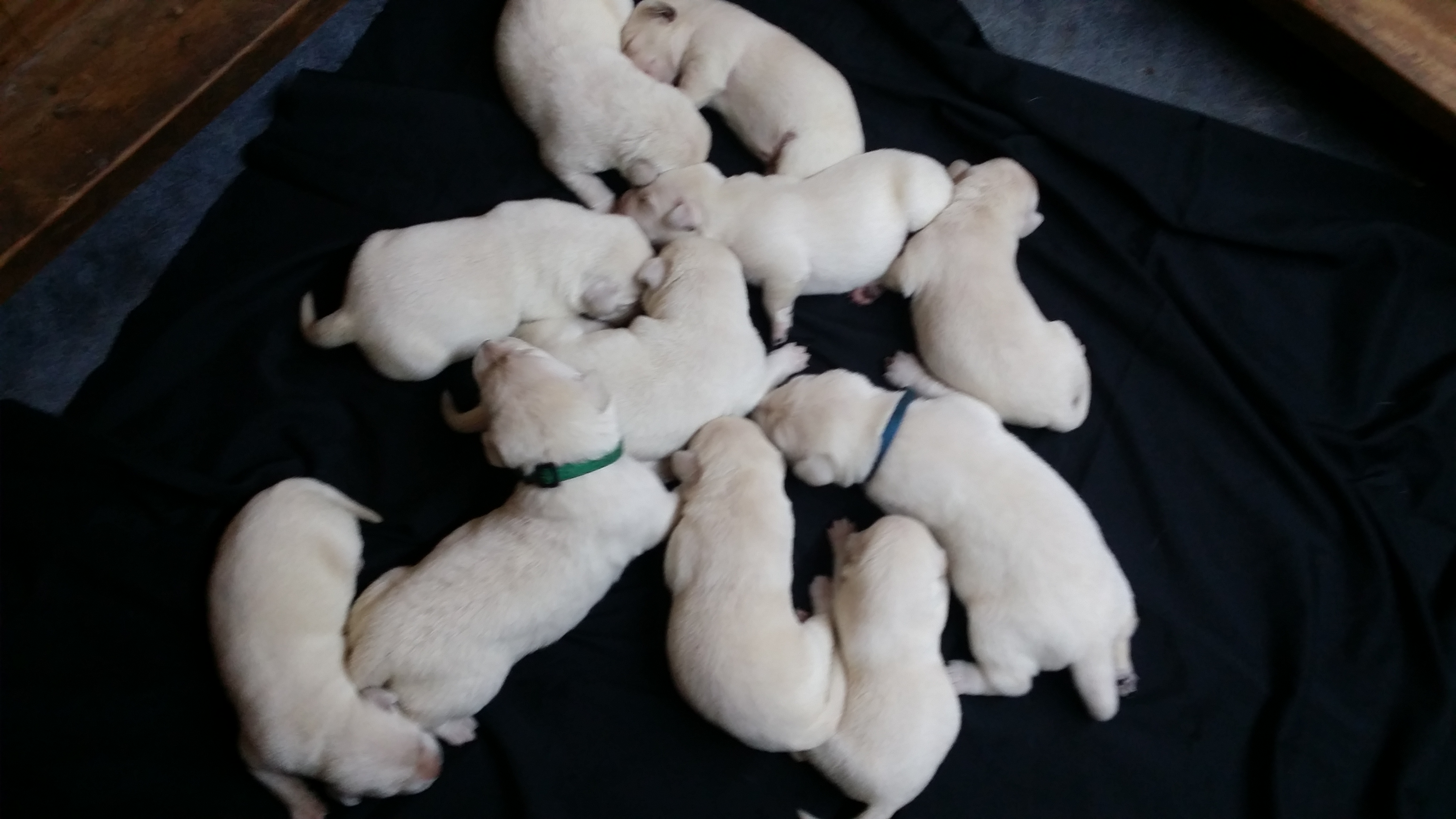 White lab puppies all have new homes. | My White Labs