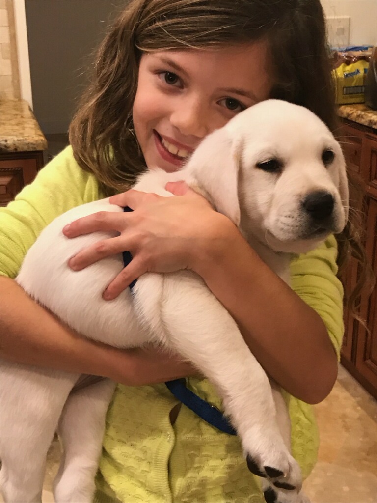 Shipped a White Lab Puppy to Florida | My White Labs