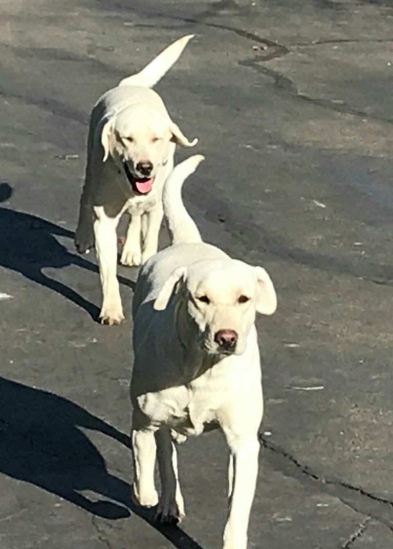 My White Labs | Raising and loving pure bred white labs since 1997