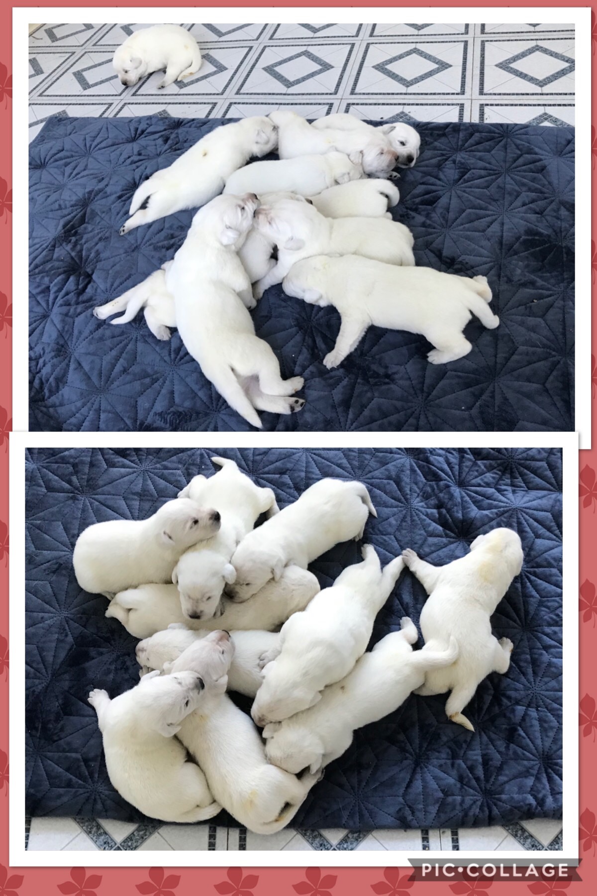 New photo of White Lab Babies | My White Labs