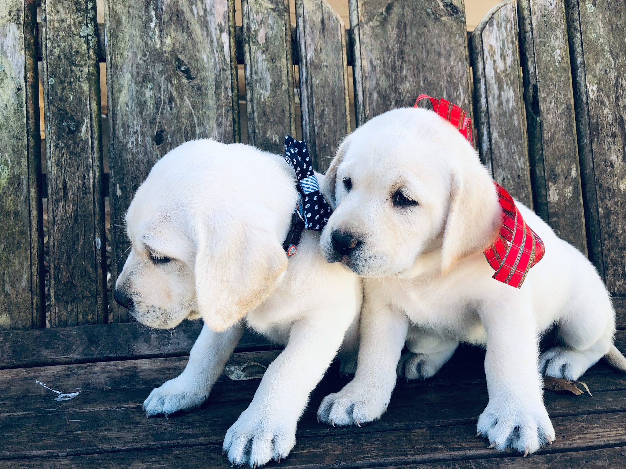 Two Block head Boys ready Now! | My White Labs