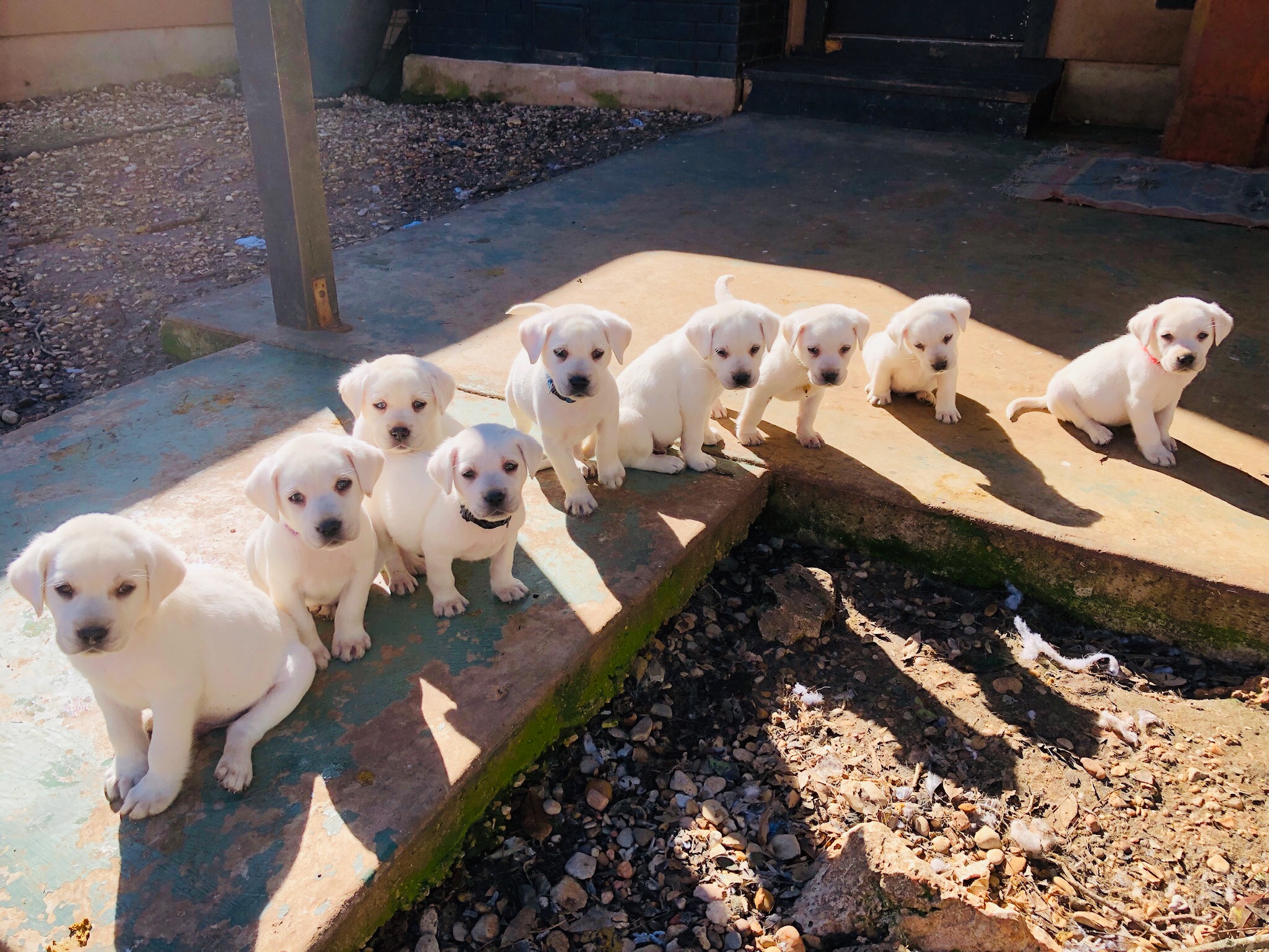 Super Cute White Lab Puppies | My White Labs