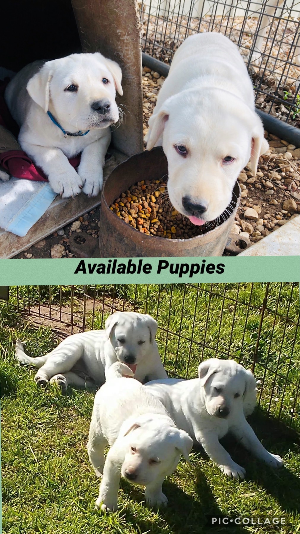 Available Female White Lab Puppies | My White Labs