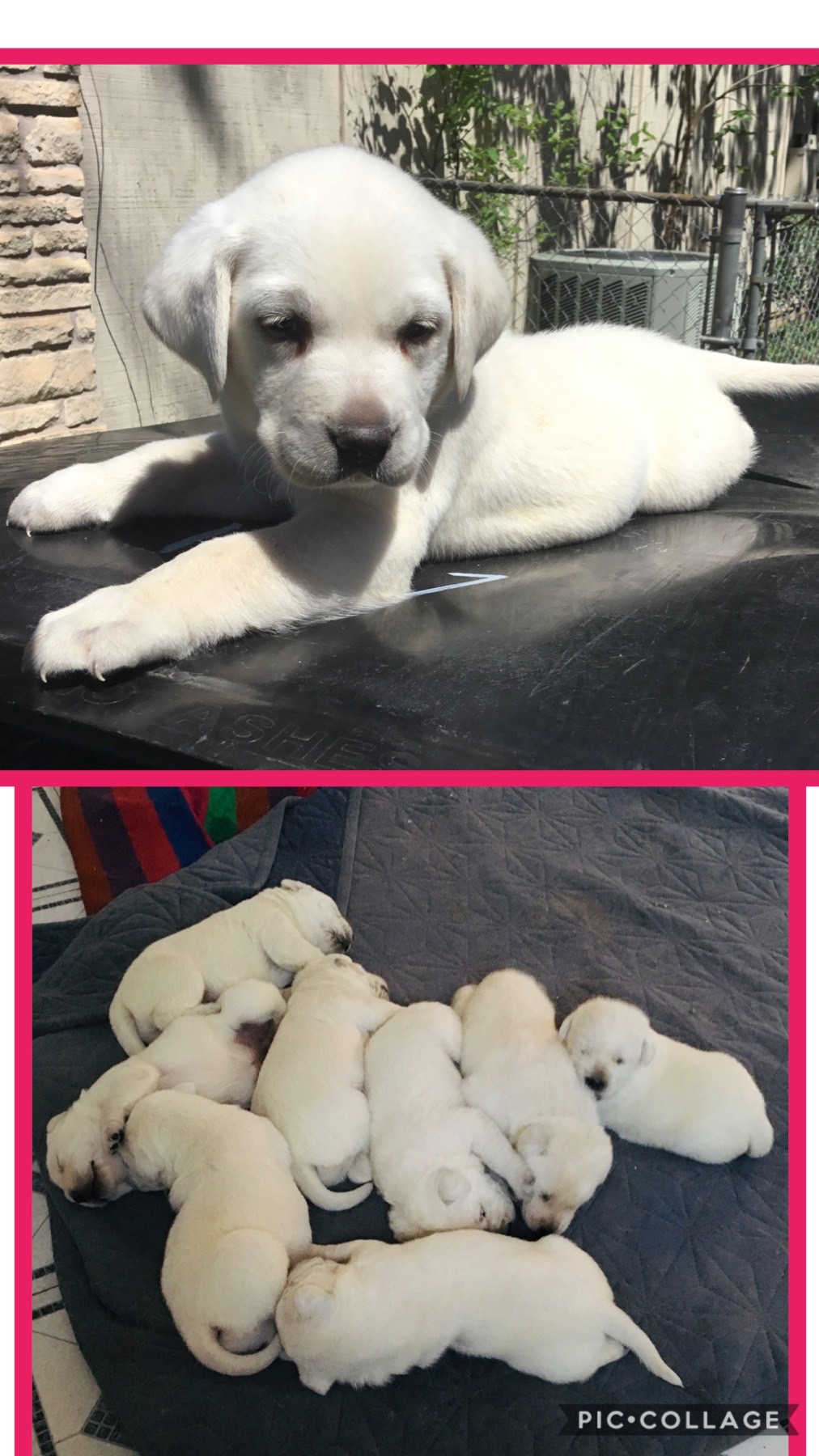 White Lab Puppies For Spring! | My White Labs