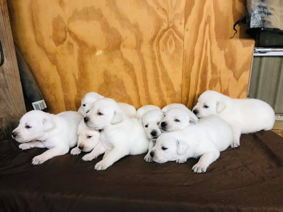 Update on Aspen’s Litter | My White Labs