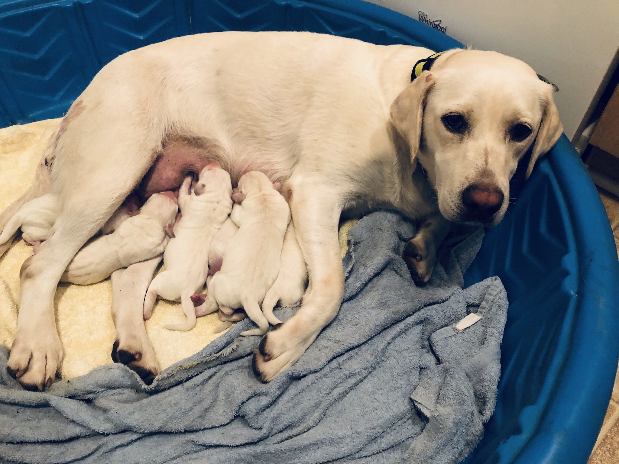 Lisa’s white lab babies are here! | My White Labs