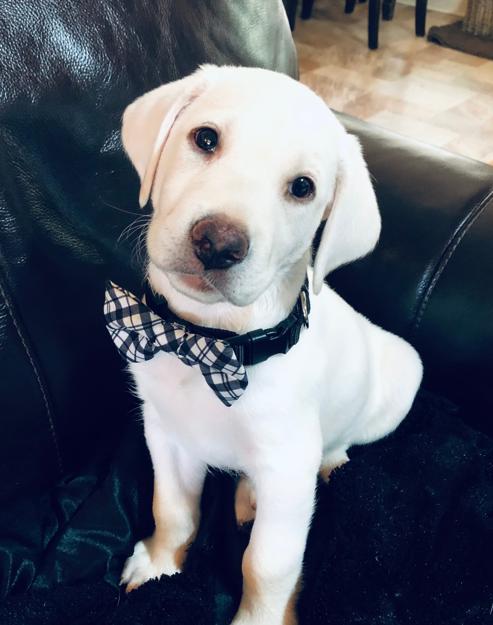 My White Labs | Raising and loving pure bred white labs since 1997