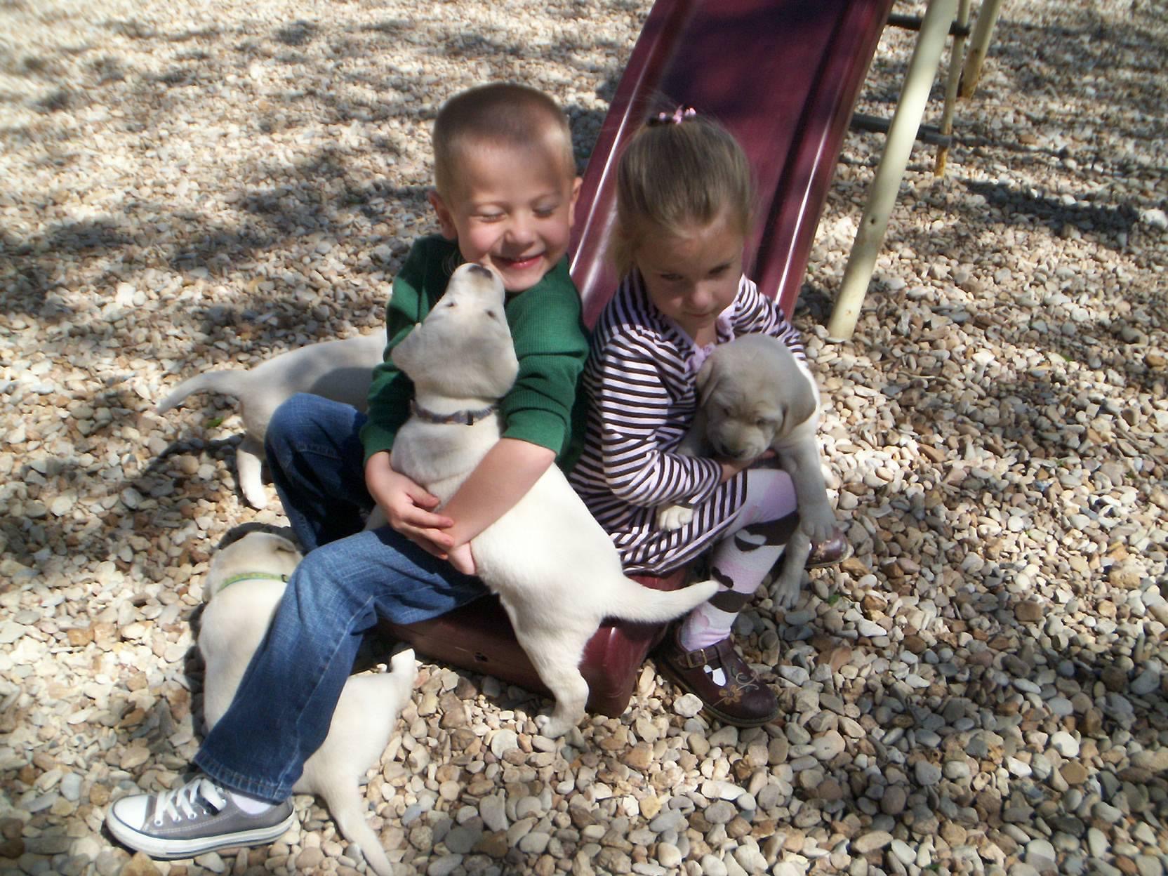 My White Labs | Raising and loving pure bred white labs since 1997