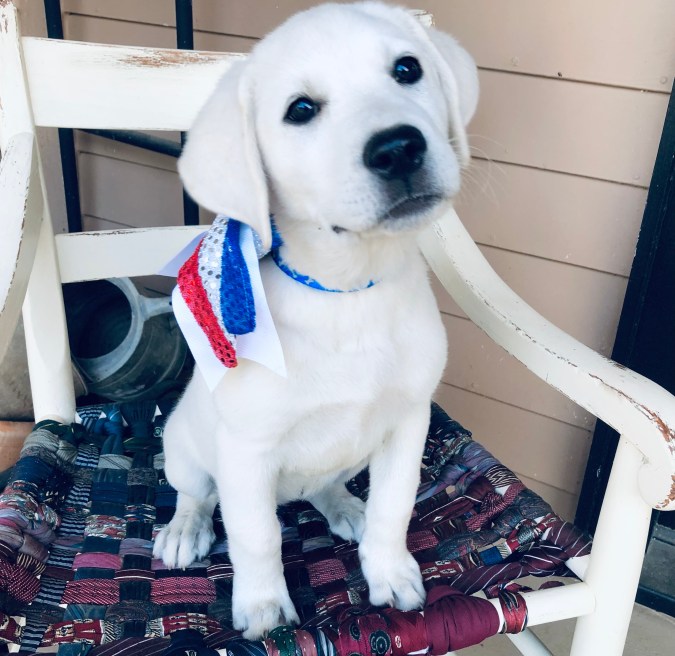 My White Labs | Raising and loving pure bred white labs since 1997