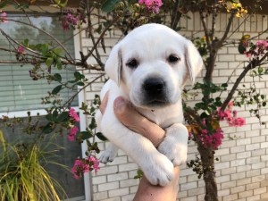 My White Labs | Raising and loving pure bred white labs since 1997