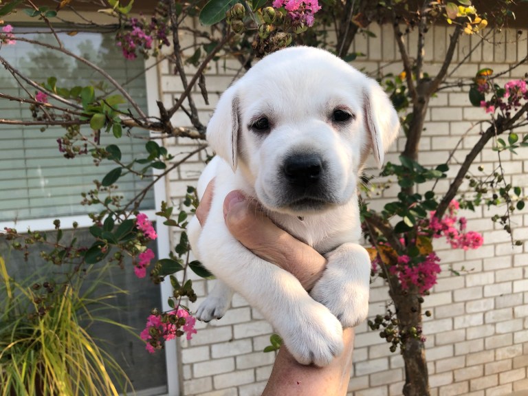 My White Labs | Raising and loving pure bred white labs since 1997