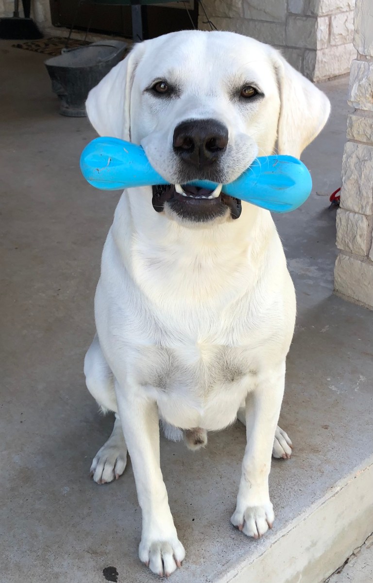 My White Labs | Raising and loving pure bred white labs since 1997