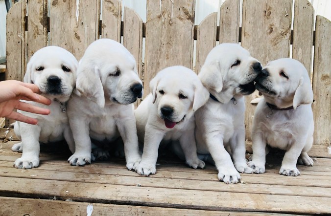 News, Updates, & Puppy Photos | My White Labs | Raising and loving pure ...