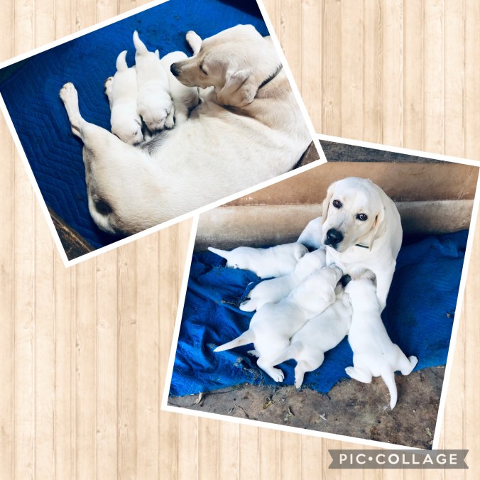 News, Updates, & Puppy Photos | My White Labs | Raising and loving pure ...